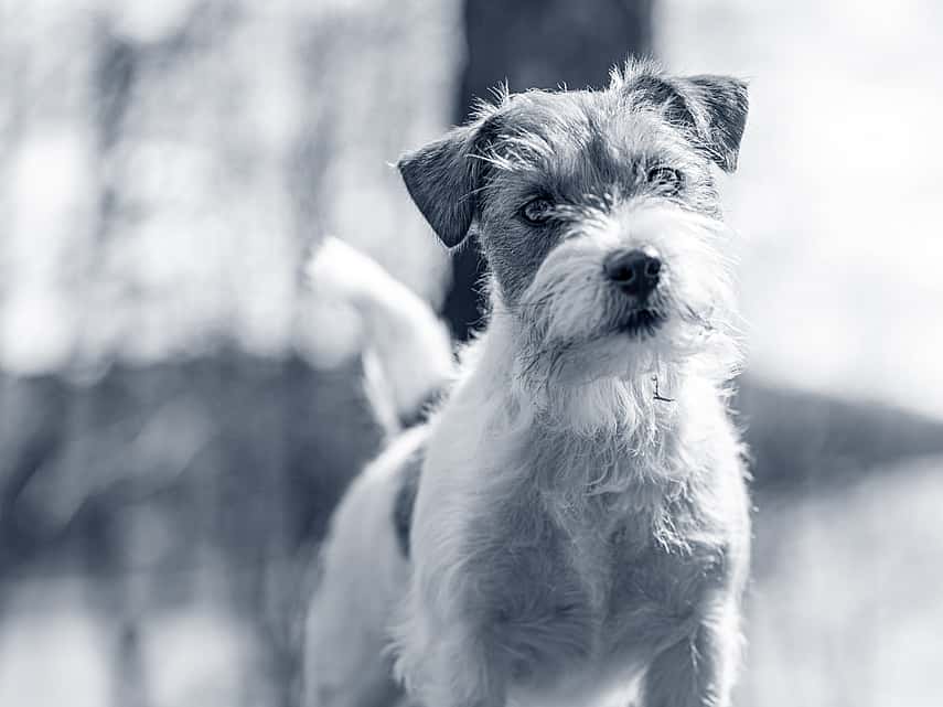 El Pelo De Perro Es Malo Para Los Pulmones